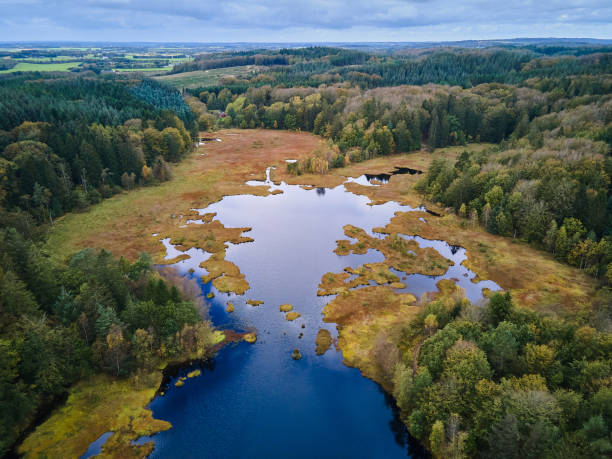 bog and forest | Free Stock Image - Barnimages
