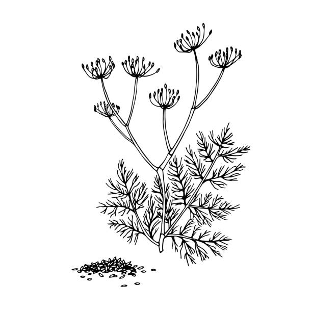 Carrom Clipart Black And White Flower