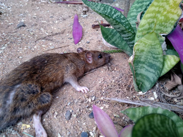 Free picture: rats, different colorations, selective breeding