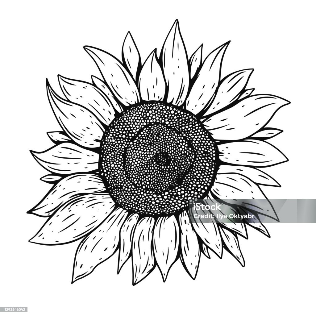 Sunflower Hand Draw Black Color Vector Illustration Engraving Style