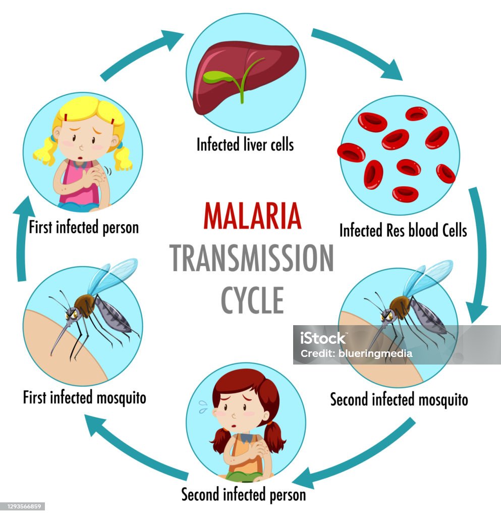 Infographie Sur Le Cycle De Transmission Du Paludisme Vecteurs libres ... Infographie Sur Le Cycle De Transmission Du Paludisme Vecteurs libres ...
