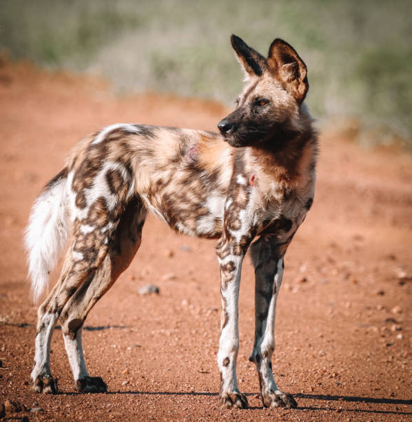30,000+ Wild Dog Pictures | Download Free Images on Unsplash