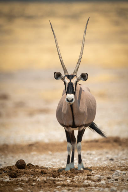 Oryx Pictures | Download Free Images on Unsplash