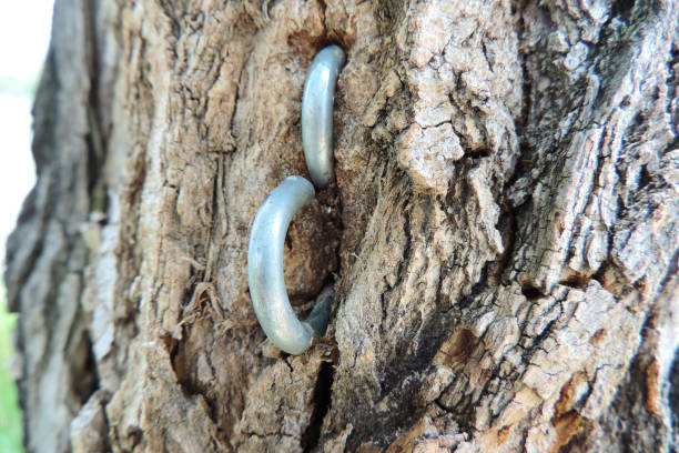 Free picture: Photograph of tree trunk bark with metal fasteners