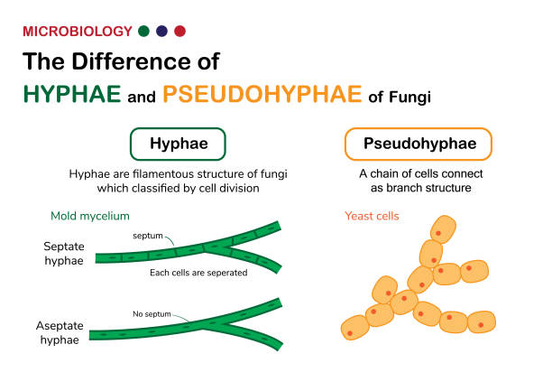 140 Mold Hyphae Stock Illustrations Royalty Free Vector Graphics
