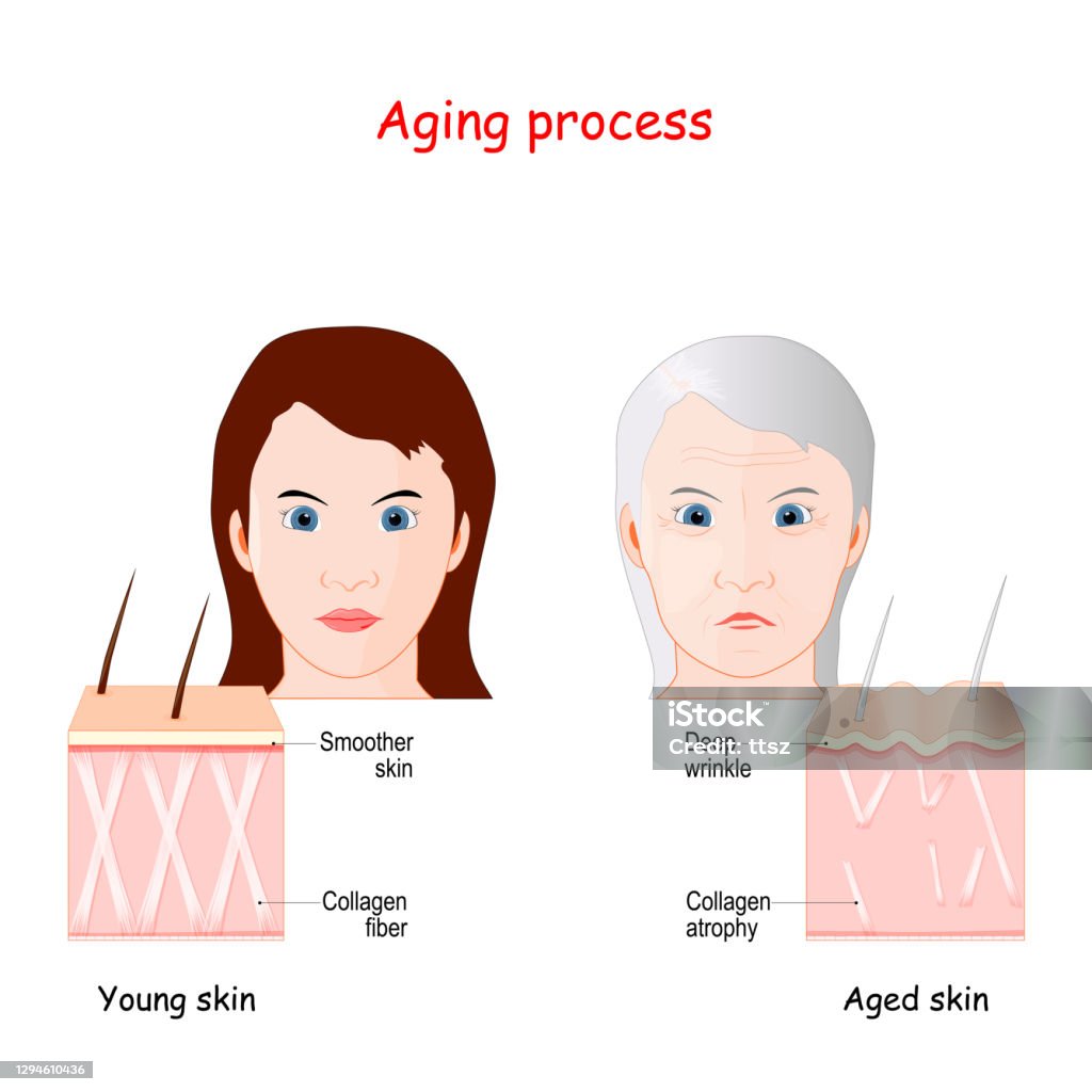 Skin Aging Process Stock Illustration Download Image Now Comparison Cross Section Human
