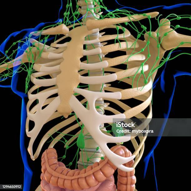 Kecil Dan Besar Usus 3d Ilustrasi Anatomi Sistem Pencernaan Manusia