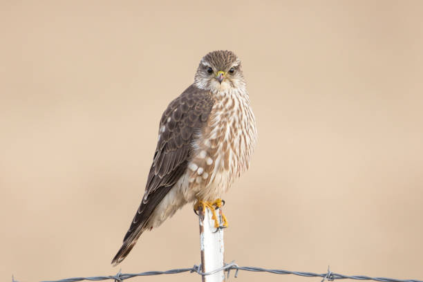 Free picture: prairie, falcon, post