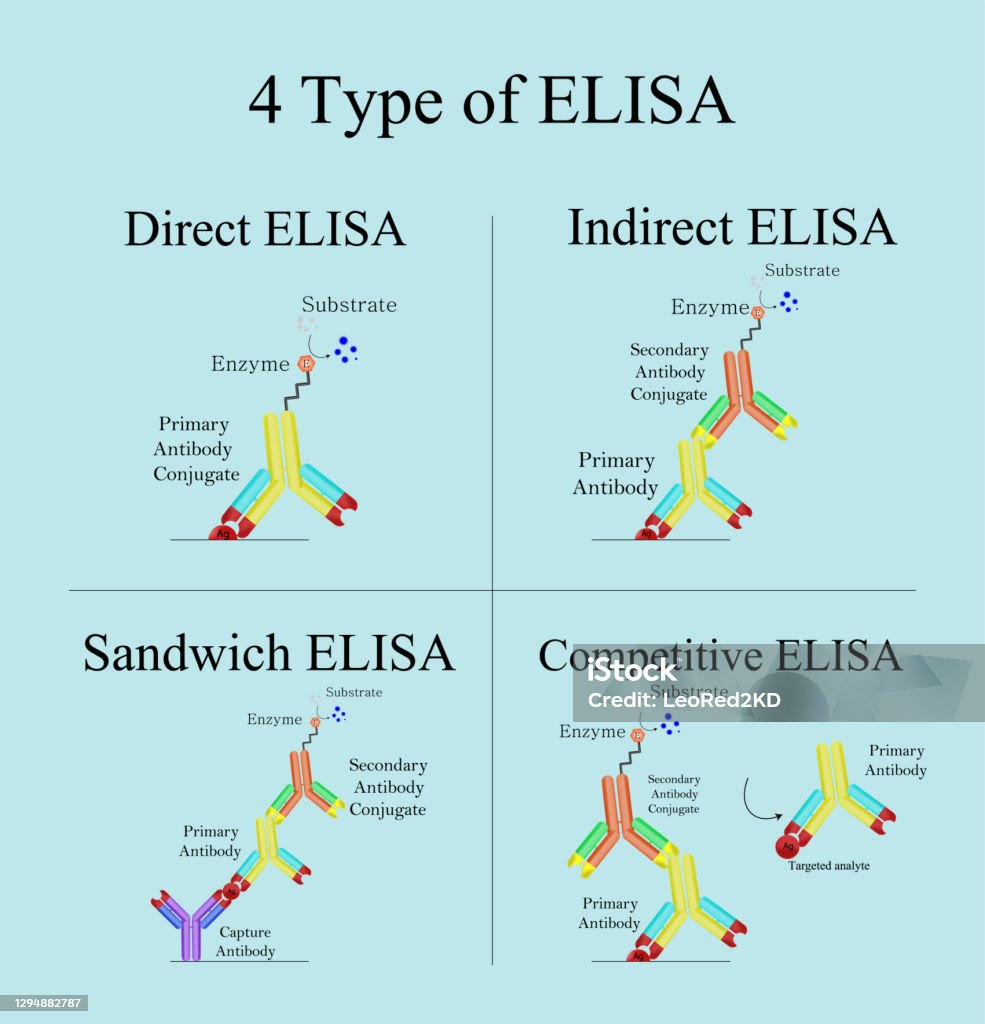 Direct Elisa Diagram Direct Elisa Diagram