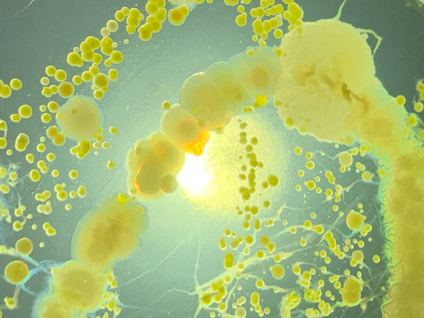 Free Stock Photo of Bacteria on an agar plate | Download Free Images ...
