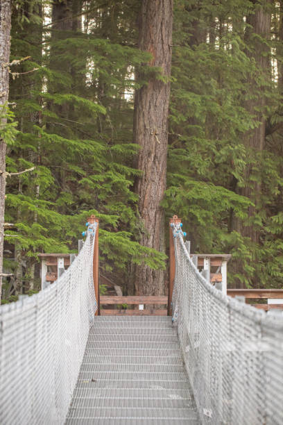 Elk Falls Suspension Bridge Pictures | Download Free Images on Unsplash