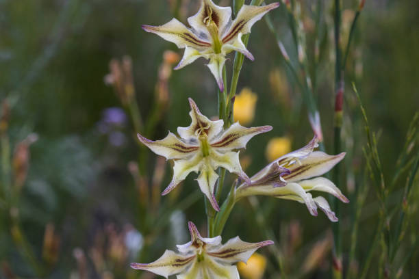 Free picture: ipomopsis polyantha, pagosa, skyrocket, flowers