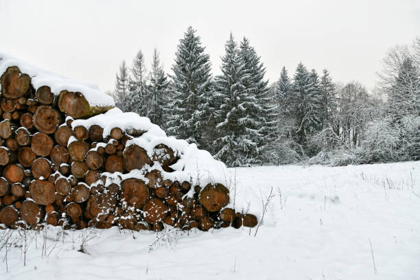 Free Stock Photo of Pile of Logs on Snow Covered Ground | Download Free ...