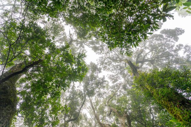 Free picture: tree, canopy, tree trunk, foliage, leaf, nature, wood ...