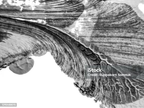 Siyah Beyaz Akrilik Boyama Doku Arka Plan Stok Fotoğraflar & Modern ... Siyah Beyaz Akrilik Boyama Doku Arka Plan Stok Fotoğraflar & Modern ...