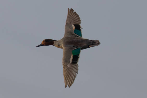 Free picture: green, winged, teal, swamp, grass, anas crecca