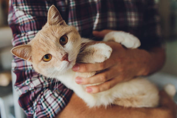 30k+ Male Cat Pictures | Download Free Images on Unsplash