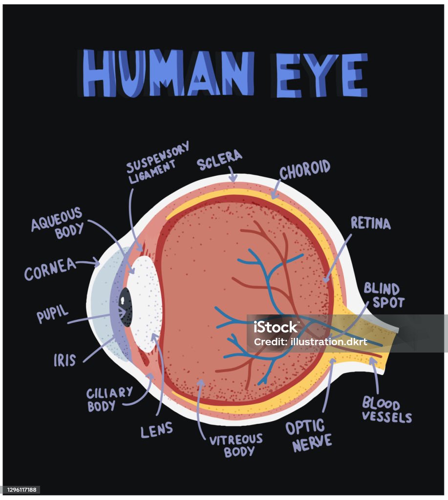 Ilustrații De Stoc Cu Componente Ale Ochiului Uman Ilustrație Despre