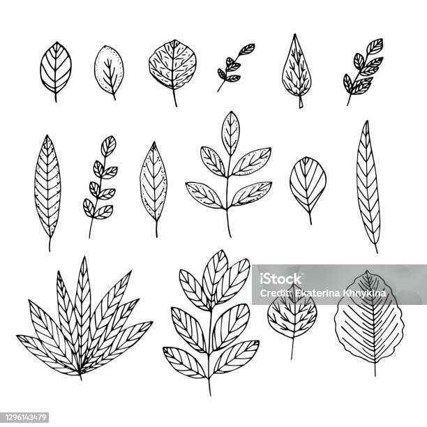 Set Daun Ilustrasi Vektor Sketsa Gambar Tangan Ilustrasi Stok Unduh