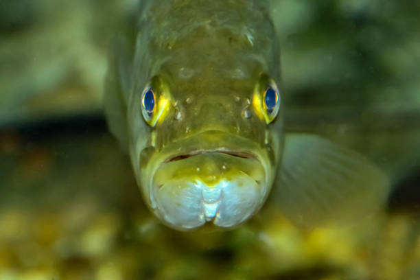 Imagen De Lobina Negra Micropterus Salmoides Especie Exótica En El