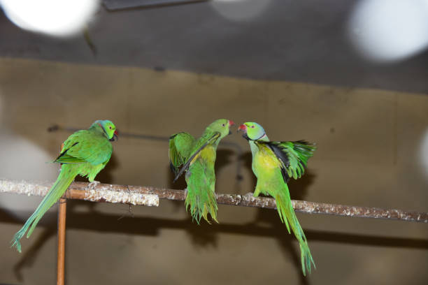Free Stock Photo of Two parakeets fighting | Download Free Images and ...