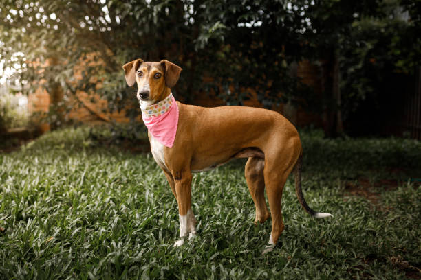 Dog Bandana Pictures | Download Free Images on Unsplash