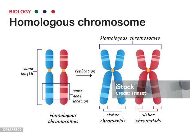 Diagram Biologi Menyajikan Struktur Kromosom Homolog Dalam Organisme Hidup Ilustrasi Stok