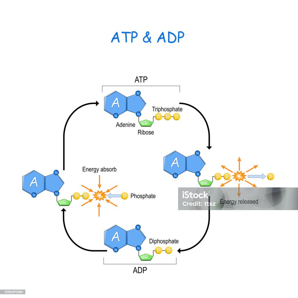 ATP-ADP Cycle BioRender Science Templates, 47% OFF ATP-ADP Cycle BioRender Science Templates, 47% OFF