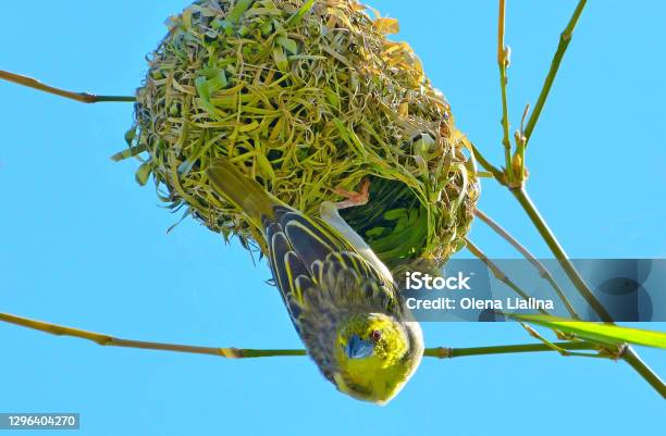 Penenun Desa Burung Yang Didukung Bintikbintik Penenun Atau Penenun ... Penenun Desa Burung Yang Didukung Bintikbintik Penenun Atau Penenun ...