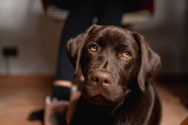 Chocolate Lab Pictures | Download Free Images on Unsplash