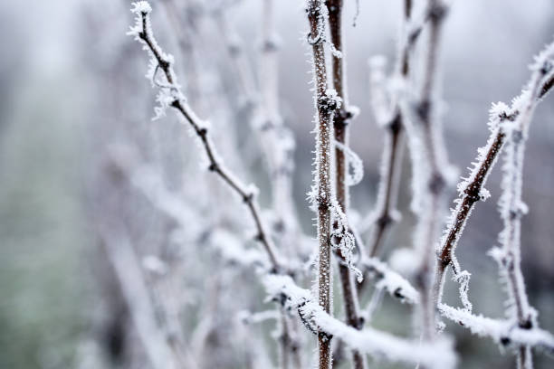 Winter Vines – Free Nature Stock