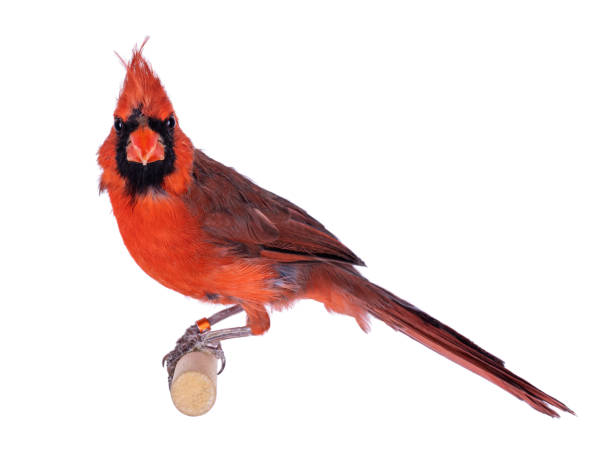 Red Cardinal Pictures | Download Free Images on Unsplash