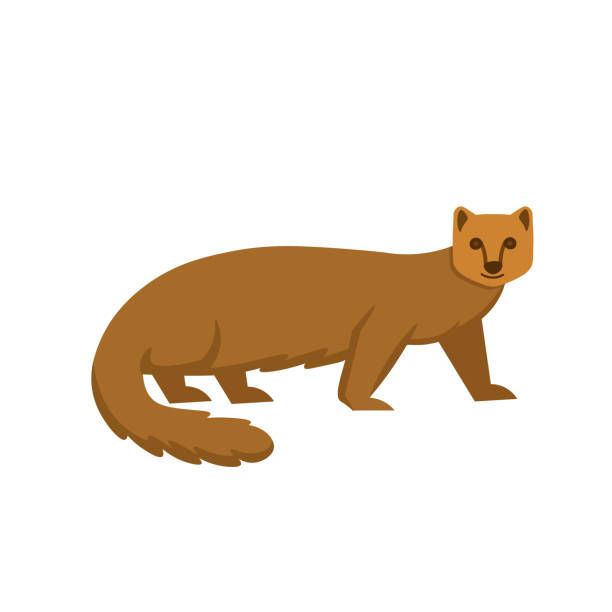 Angry Mongoose Drawing