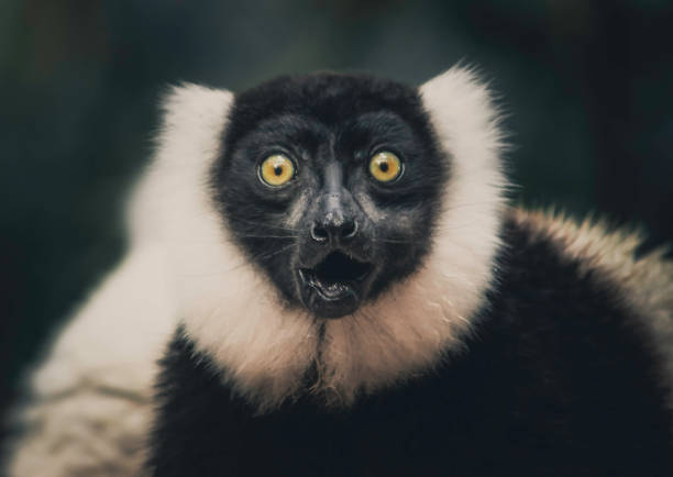 Lemur Primate Animal - Free photo on Pixabay