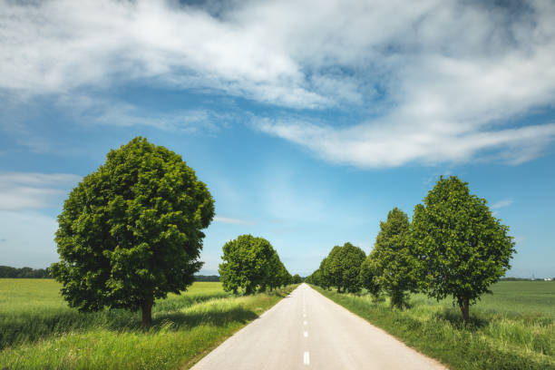Free Stock Photo of Aerial view of a tree-lined countryside road ...