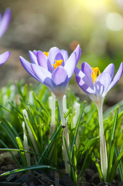 500+ Crocus Pictures [HD] | Download Free Images on Unsplash