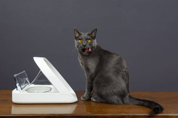 6400 Chartreux Kedisi Fotoğraflar Stok Fotoğrafları Resimler Ve Royalty Free Görseller Istock