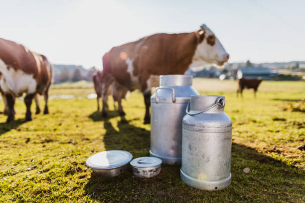 Milk Can Pictures | Download Free Images on Unsplash