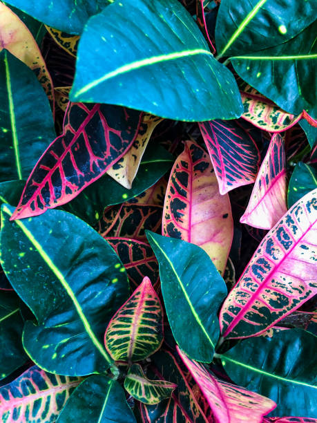 'colorful tropical leaves' on skitterphoto