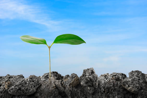 Free Stock Photo of Sprout on rock | Download Free Images and Free ...