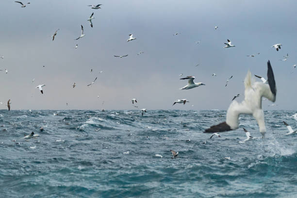 Seabird Pictures | Download Free Images on Unsplash