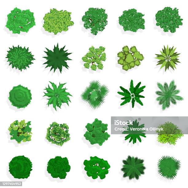 Vue Supérieure Darbres Plantes Vertes Buissons Arbustes Et Arbres Pour