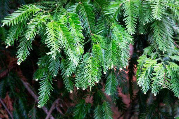 80+ Nascent Plant Pictures Stock Photos, Pictures & Royalty-Free Images ... 80+ Nascent Plant Pictures Stock Photos, Pictures & Royalty-Free Images ...