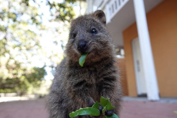 Quokka Pictures | Download Free Images on Unsplash