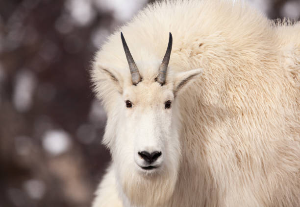 100,000+ Free Mountain Goat & Goat Images - Pixabay