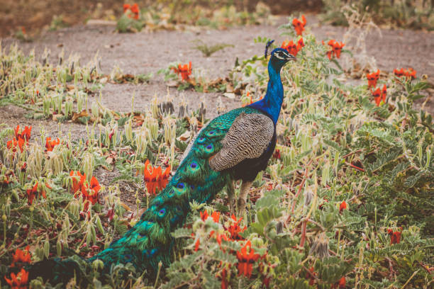 Free picture: pheasant, desert