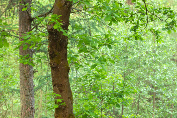 Spring Green Pictures | Download Free Images on Unsplash