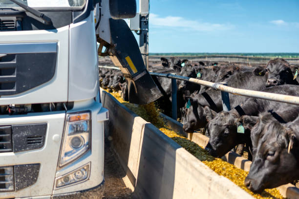 Cattle Feed Pictures | Download Free Images on Unsplash