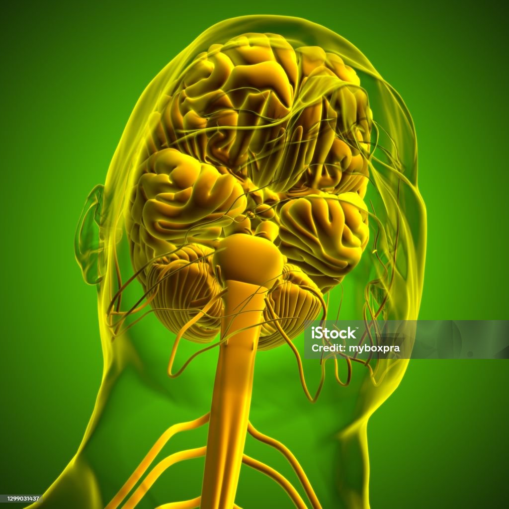 Anatomía Del Cerebro Humano Para El Renderizado 3d De Concepto Médico Foto De Stock Y Más Banco