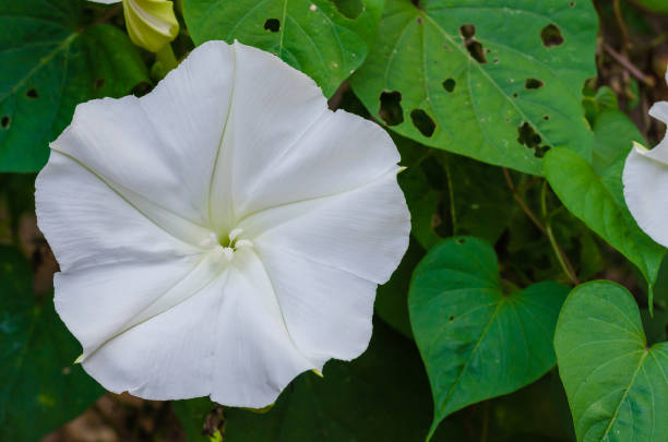 Moon Flower Pictures | Download Free Images on Unsplash